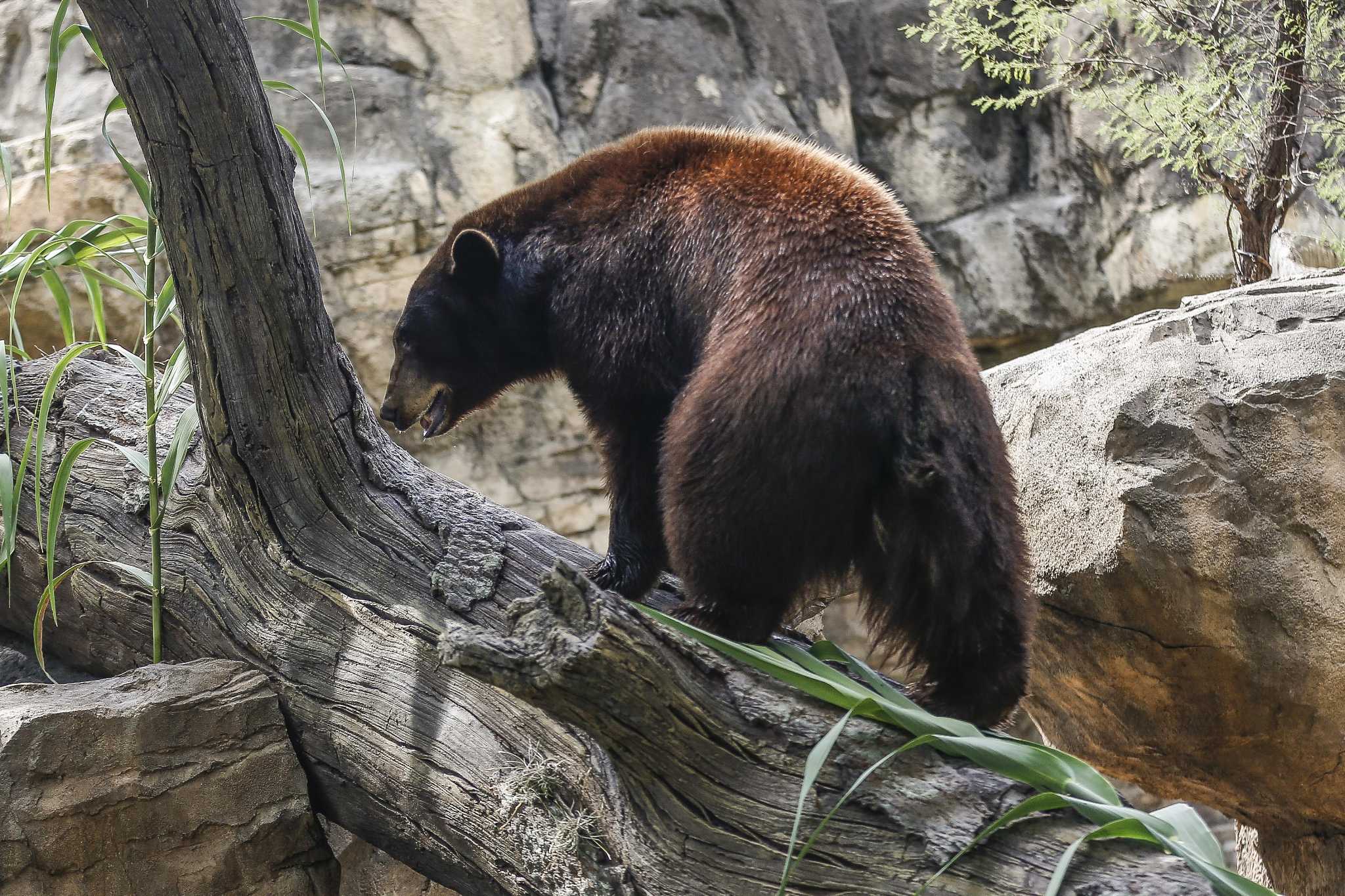 Houston Zoo’s new black bear exhibit promotes conservation, awareness