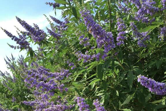 S.A. treehouse creator shares his work with the master - San Antonio ...