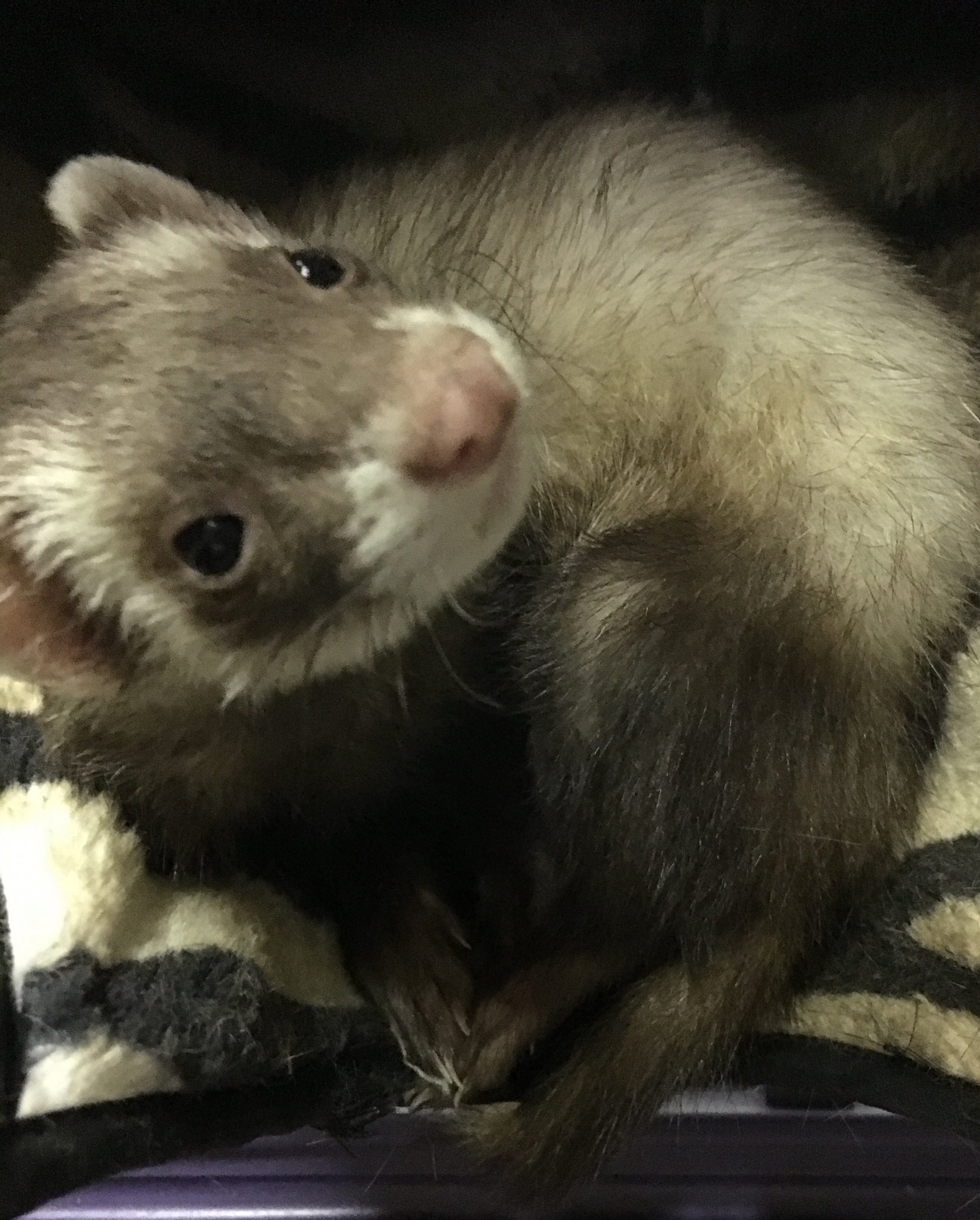 Exotic animals rescued from ‘deplorable’ conditions available for adoption