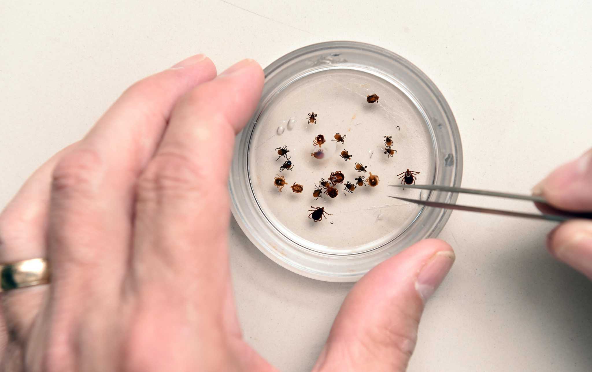 WCSU confirms first specimen of new tick in Connecticut