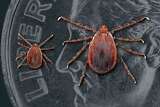 WCSU confirms first specimen of new tick in Connecticut