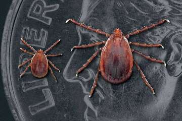 WCSU confirms first specimen of new tick in Connecticut