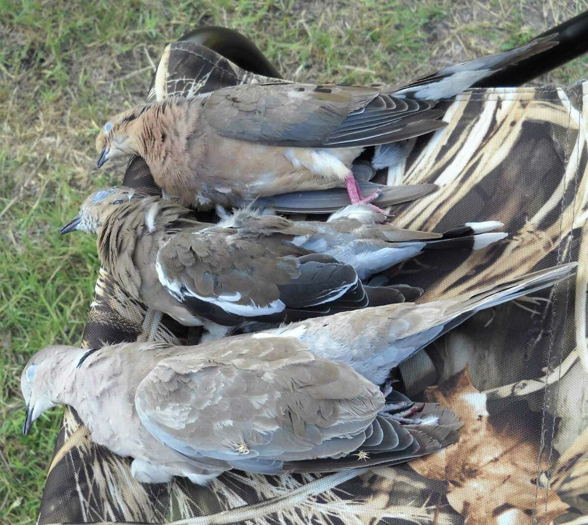 Dove Time: Texas Hunters Prepare For Statewide Opening Day