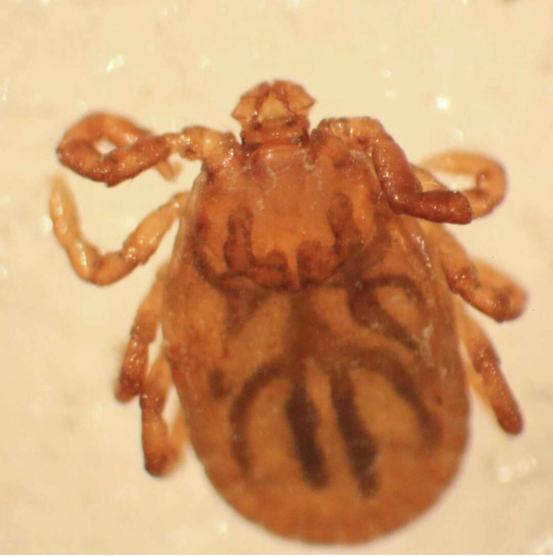 WCSU confirms first specimen of new tick in Connecticut