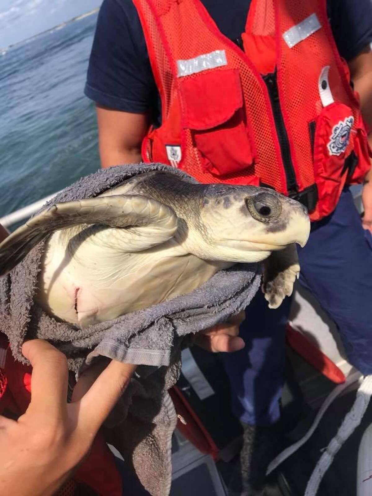 Boat strikes taking toll on Sound’s turtles