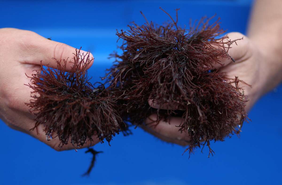 Why seaweed is the food of the future