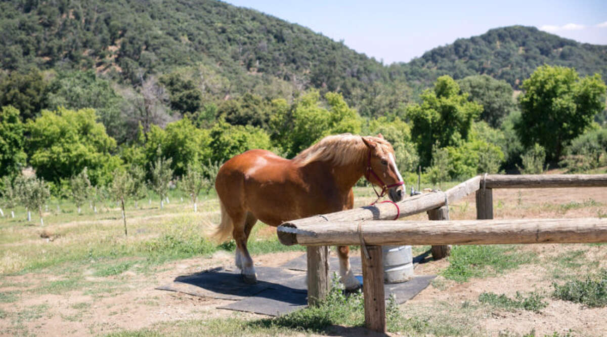 Top 10 farms to visit for family fun