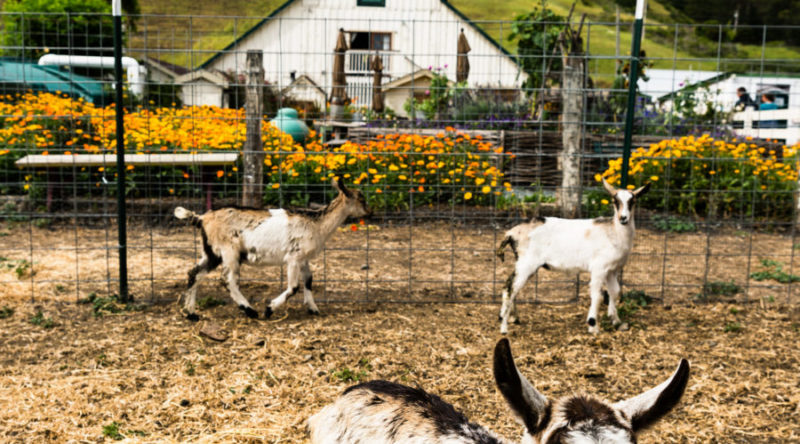 Top 10 farms to visit for family fun