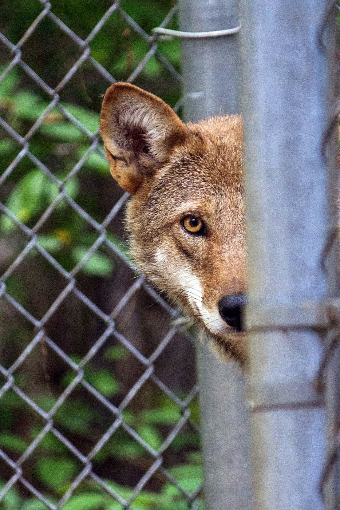 Rare red wolf finds new home at Beardsley Zoo