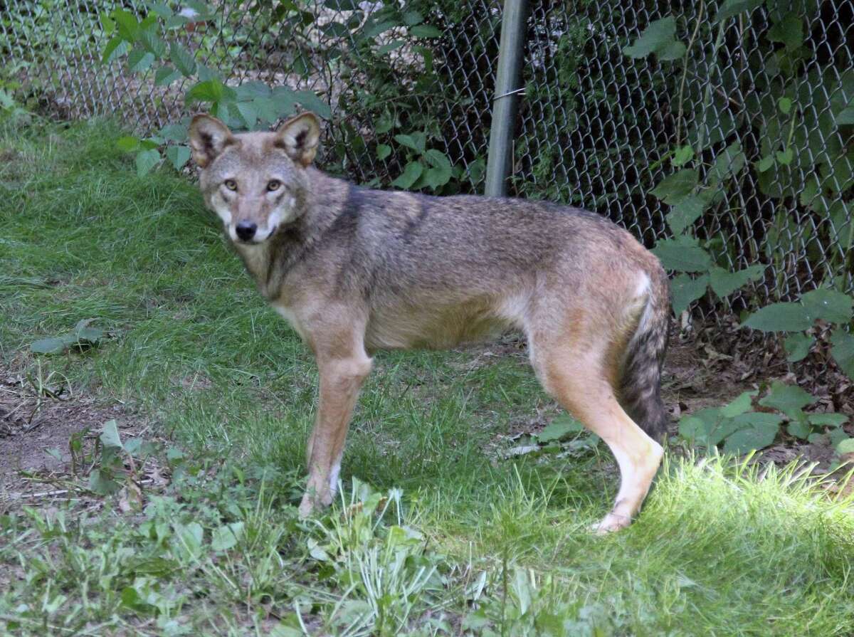 Rare red wolf finds new home at Beardsley Zoo