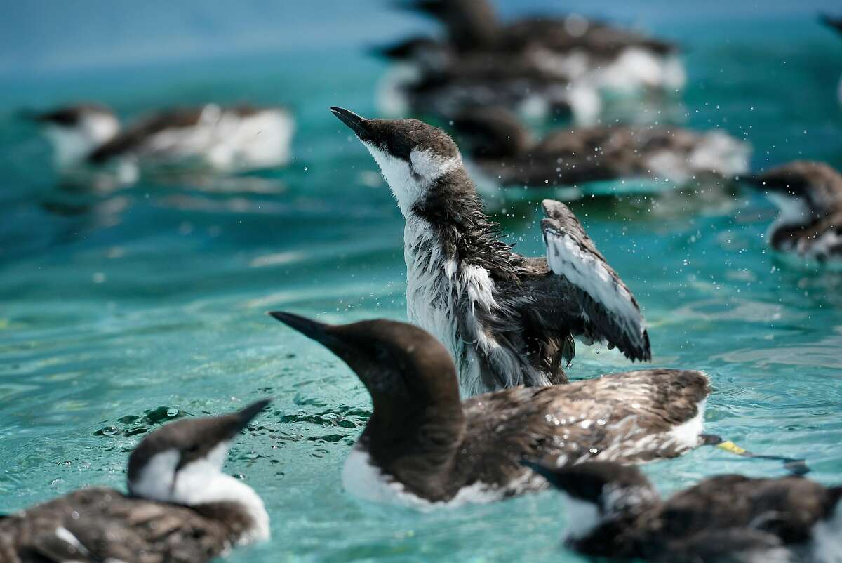 El Niño fears grow as starving baby birds wash up on California beaches