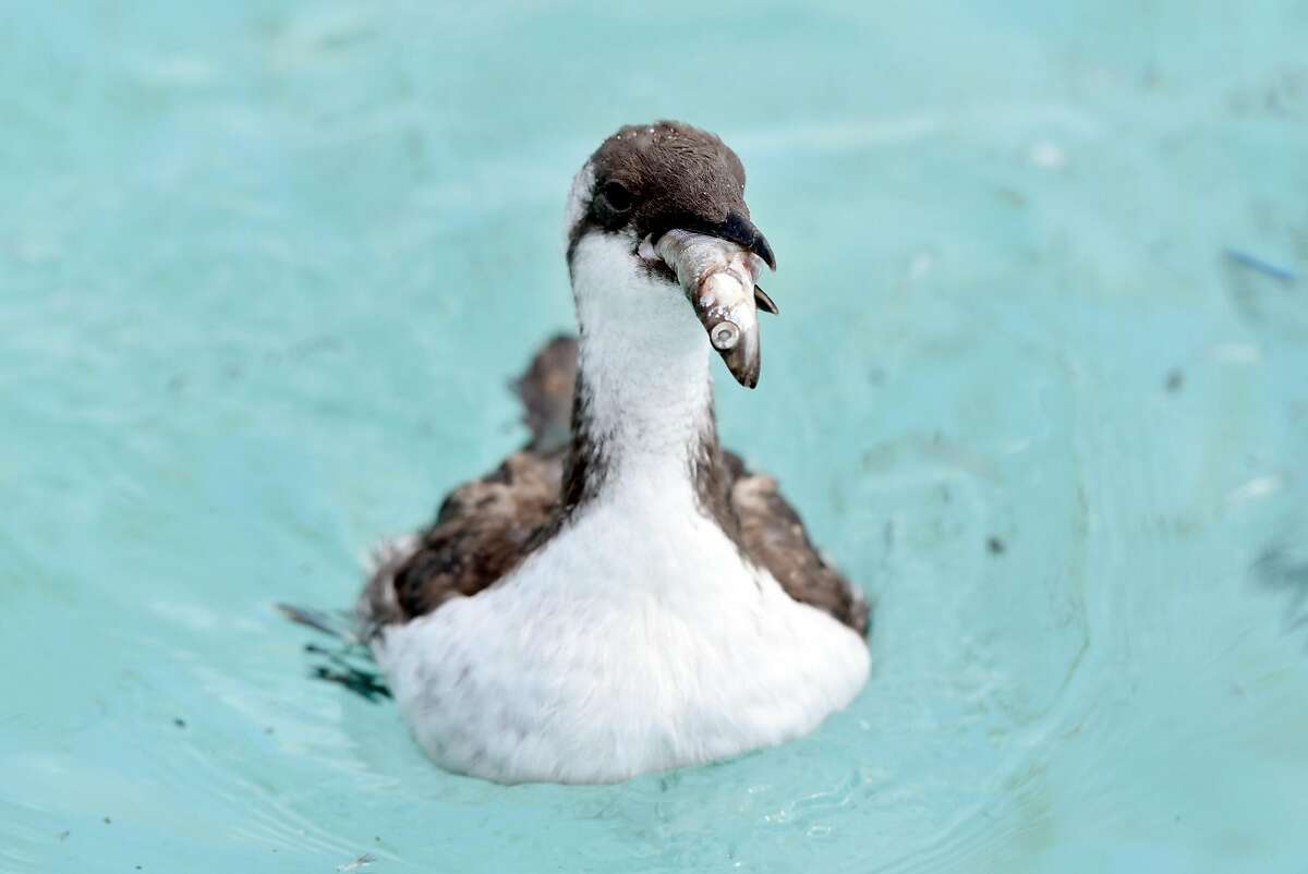 El Niño fears grow as starving baby birds wash up on California beaches