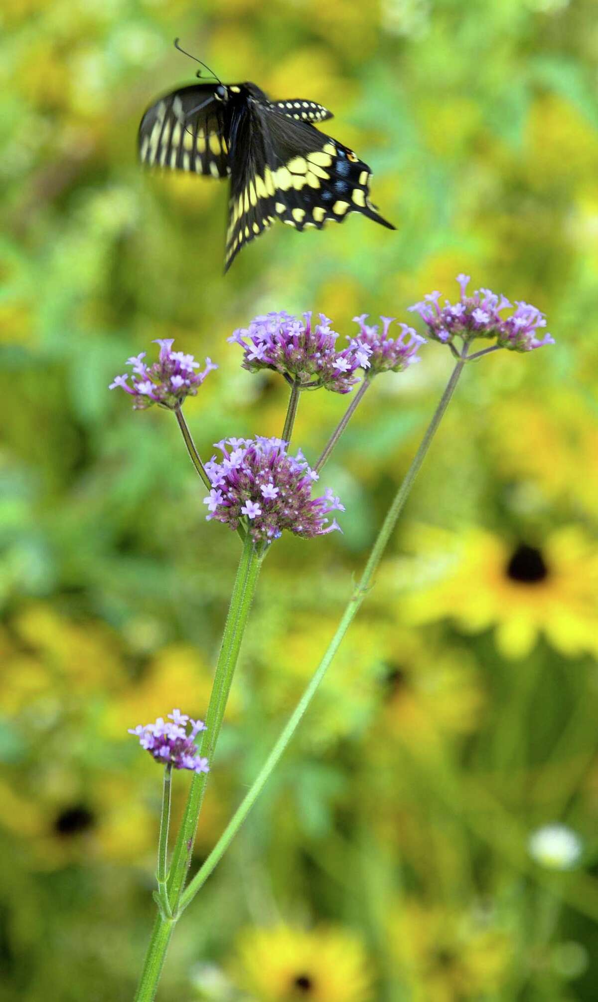 Birds and butterflies aplenty at Cove Island sanctuary