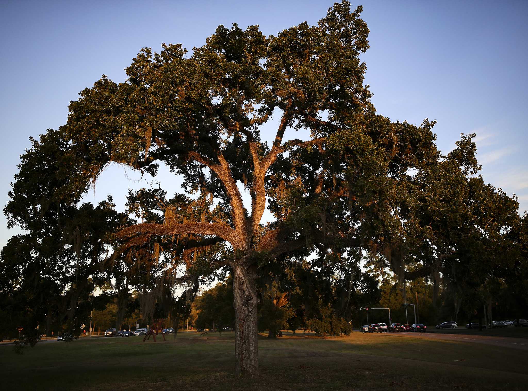 Zombie trees invade Houston landscapes