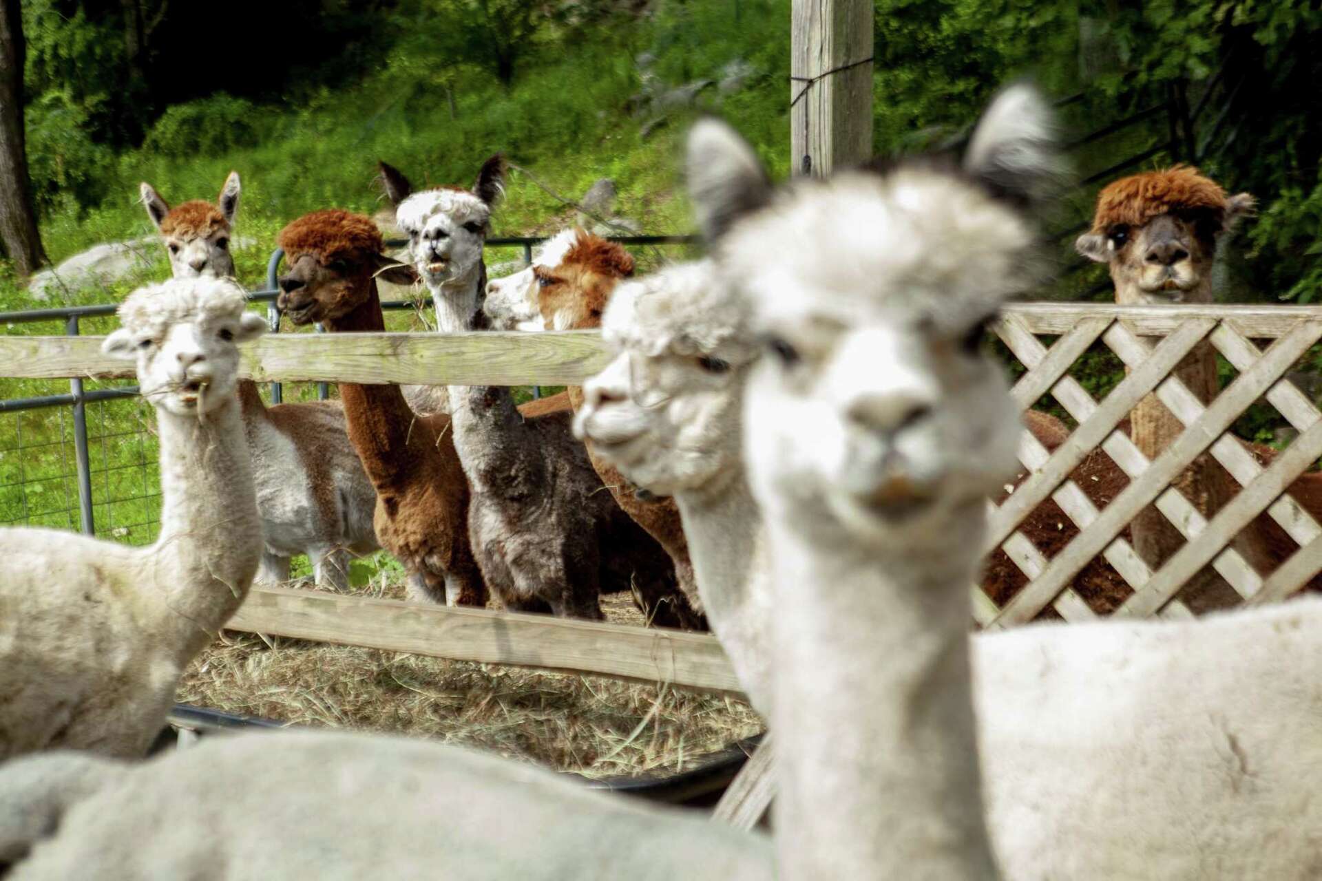 Where to hang out with llamas, alpacas in CT