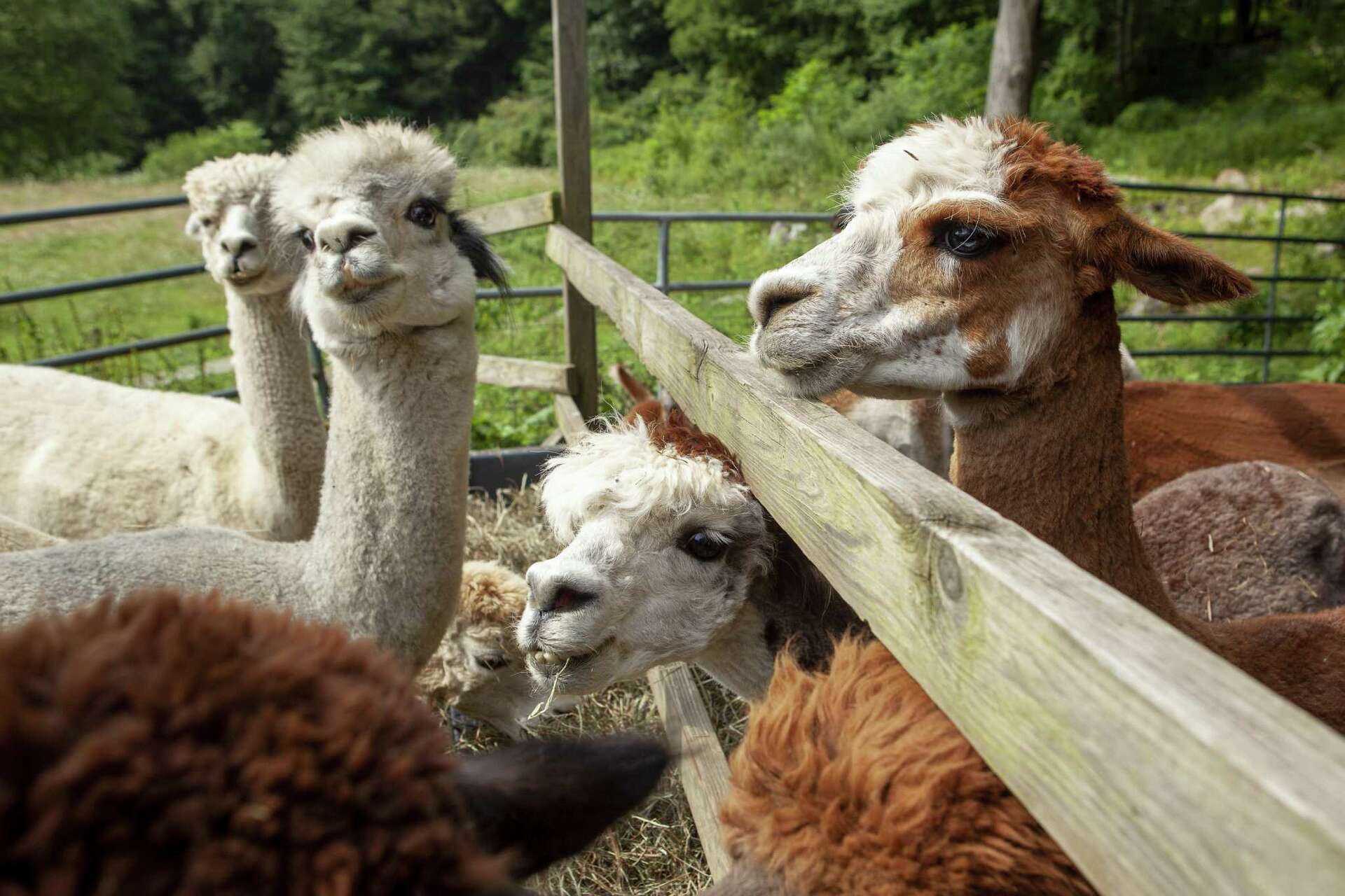 Where to hang out with llamas, alpacas in CT
