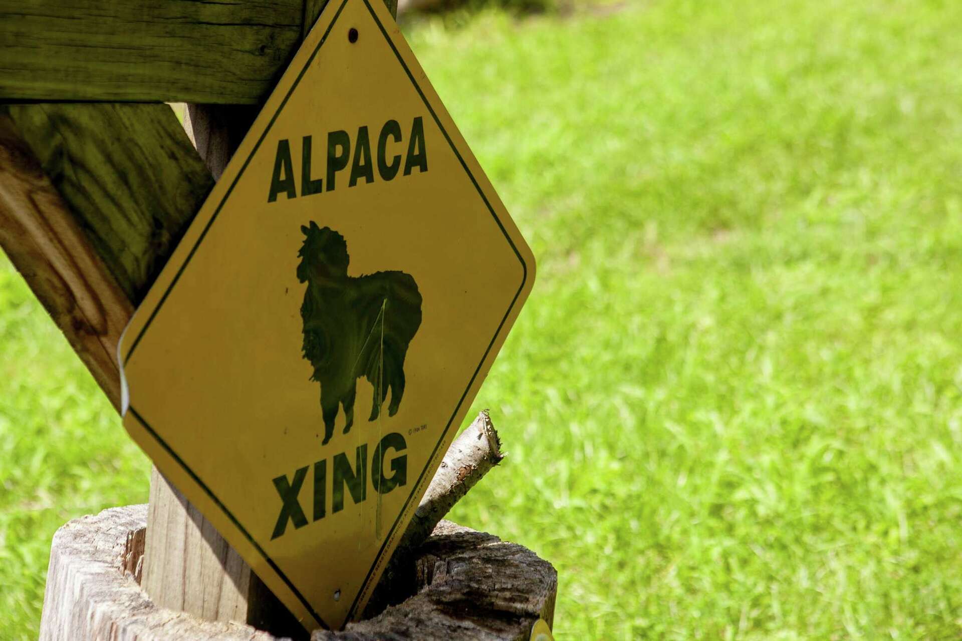 Where to hang out with llamas, alpacas in CT