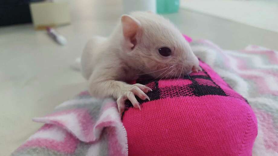 White squirrel spurs the question: What is a ‘leucism’? - Houston Chronicle