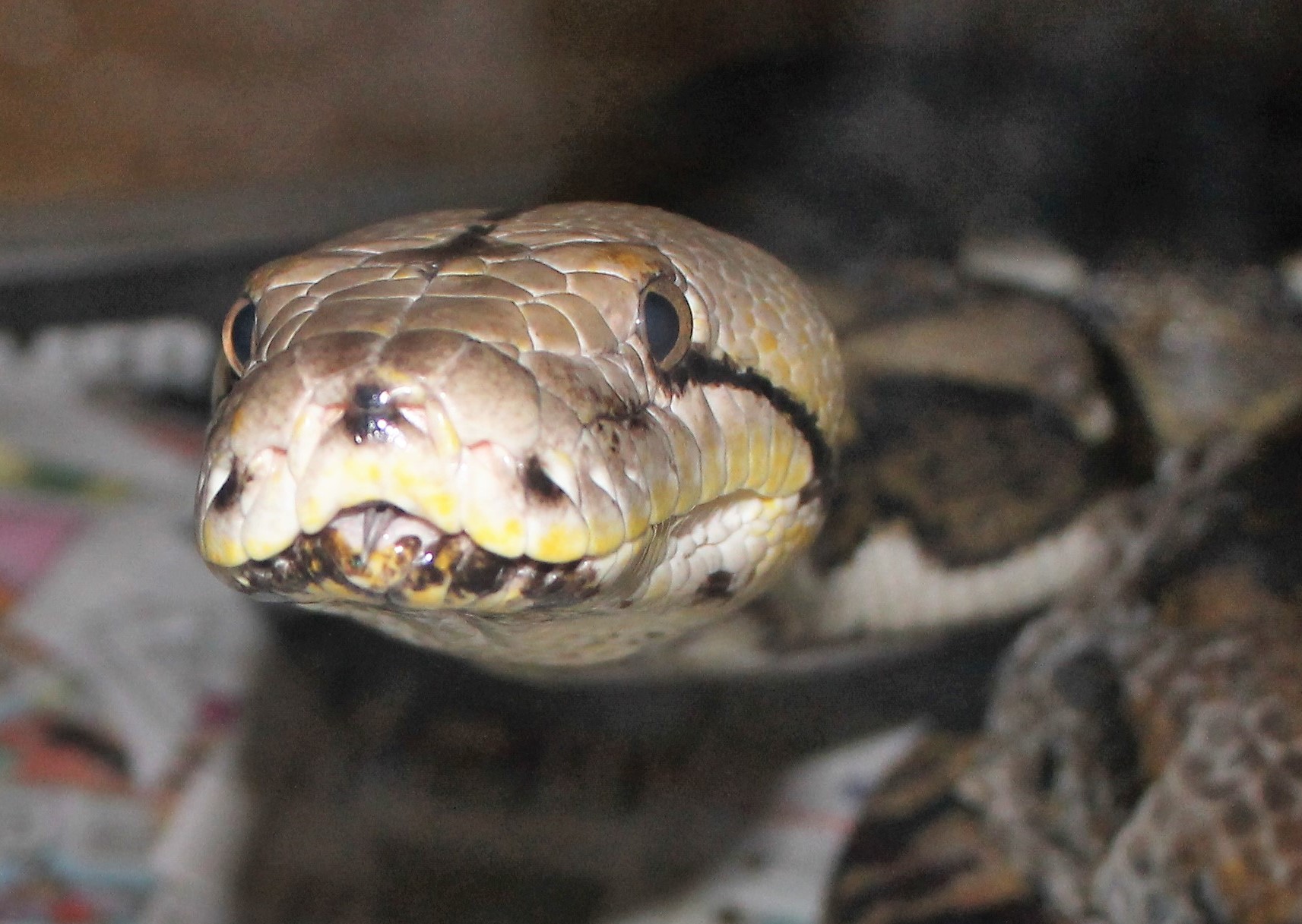 ACS releases photos of snakes picked up in biggest animal seizure in ...