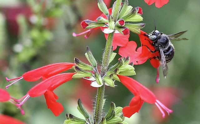 Houston-area pollinators abuzz over native plants in an Oak Forest garden