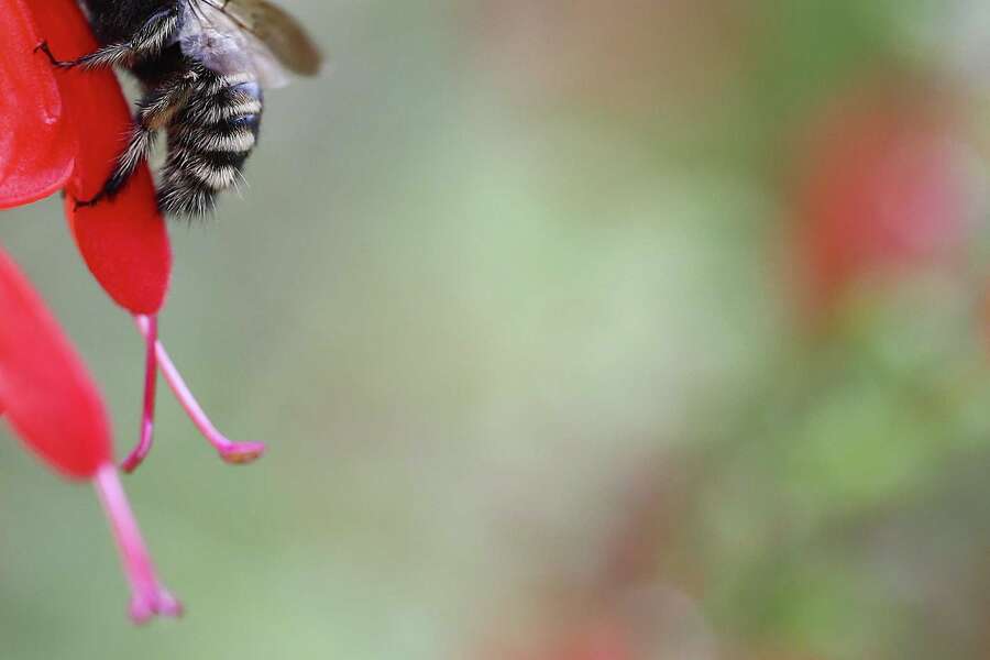 Houston-area pollinators abuzz over native plants in an Oak Forest ...