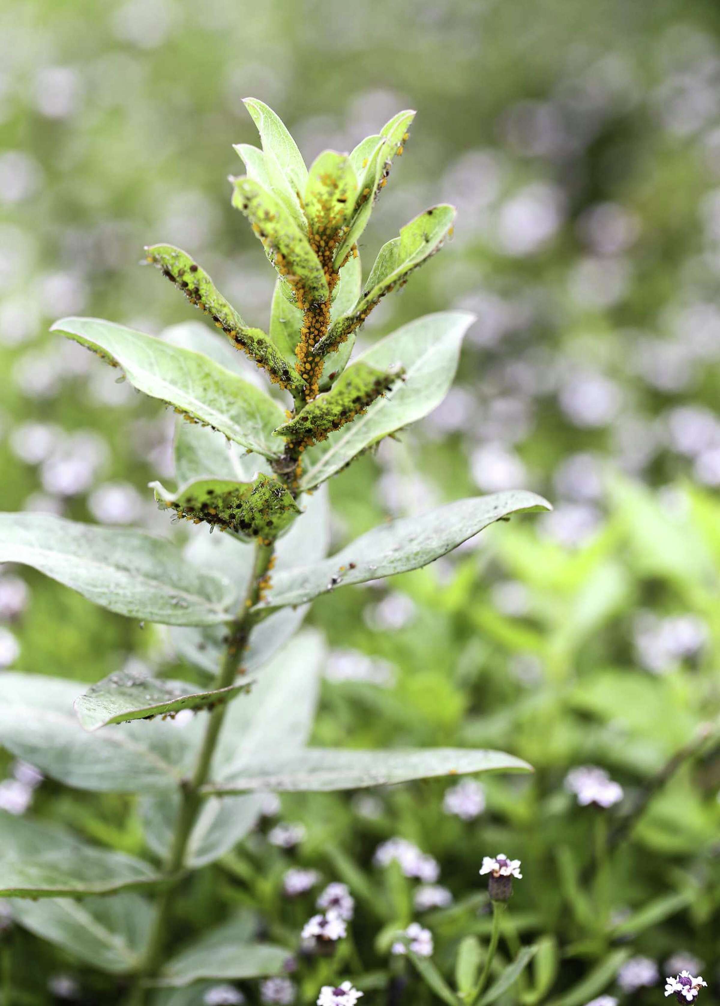 Houston-area pollinators abuzz over native plants in an Oak Forest garden