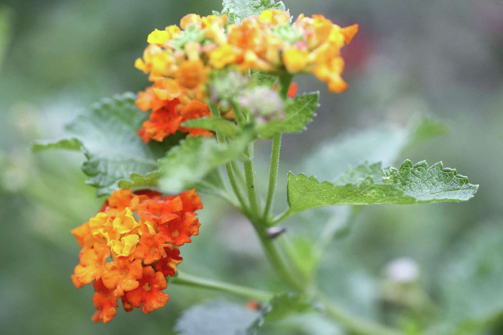 Houston-area pollinators abuzz over native plants in an Oak Forest garden