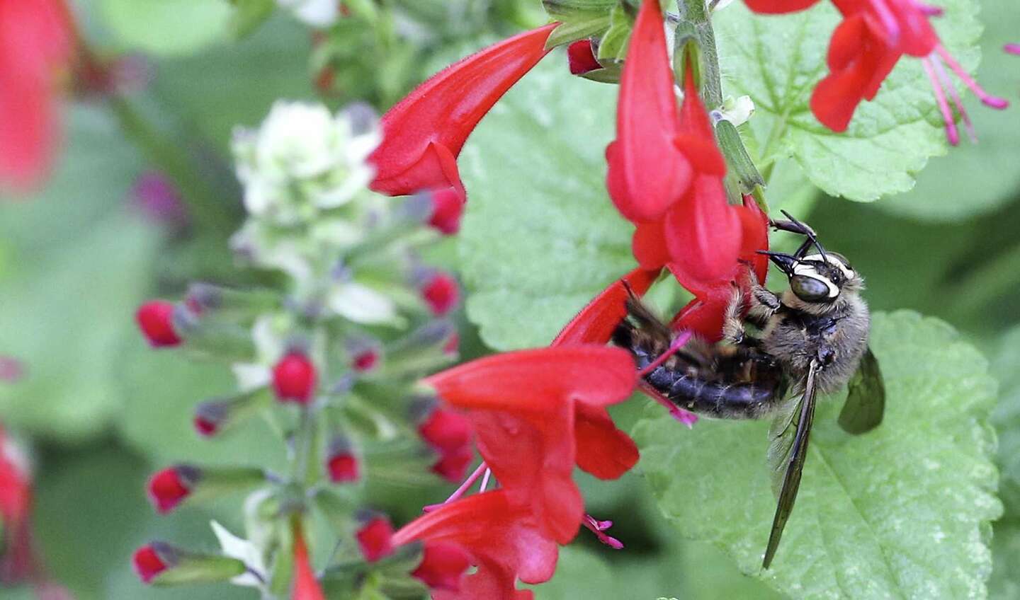 Houston-area pollinators abuzz over native plants in an Oak Forest garden