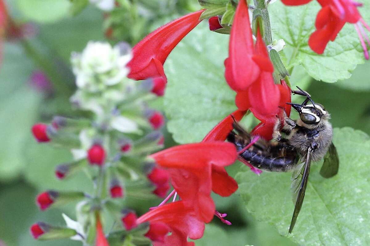 Houston-area pollinators abuzz over native plants in an Oak Forest ...