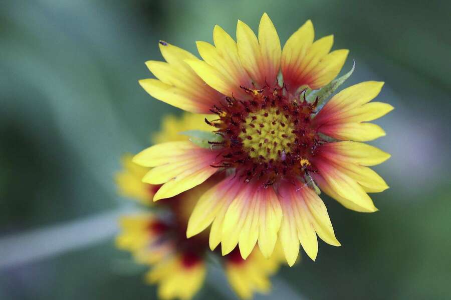 Houston-area pollinators abuzz over native plants in an Oak Forest ...