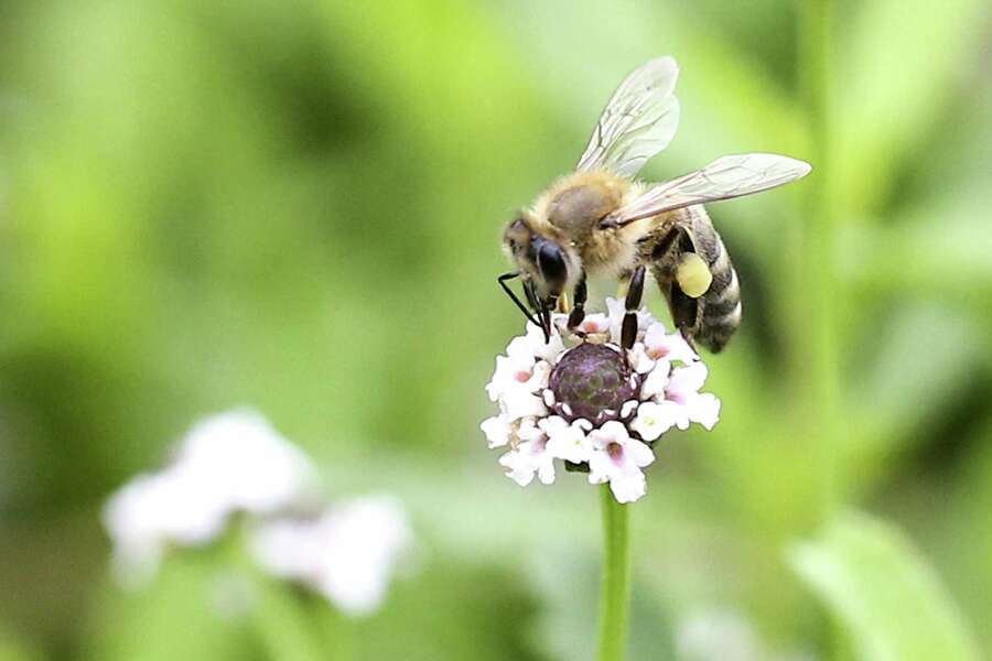 Houston-area pollinators abuzz over native plants in an Oak Forest ...