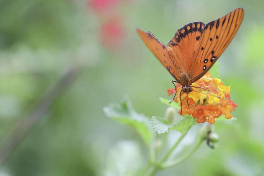 Houston-area pollinators abuzz over native plants in an Oak Forest ...