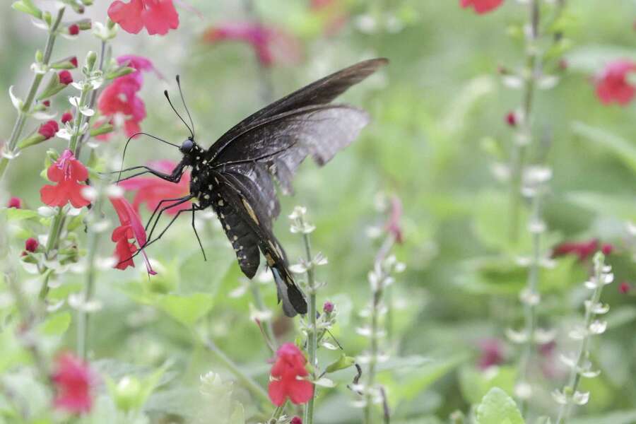 Houston-area pollinators abuzz over native plants in an Oak Forest ...