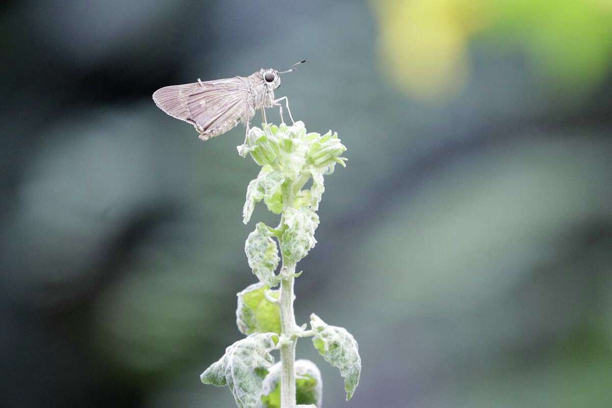 Houston-area pollinators abuzz over native plants in an Oak Forest ...