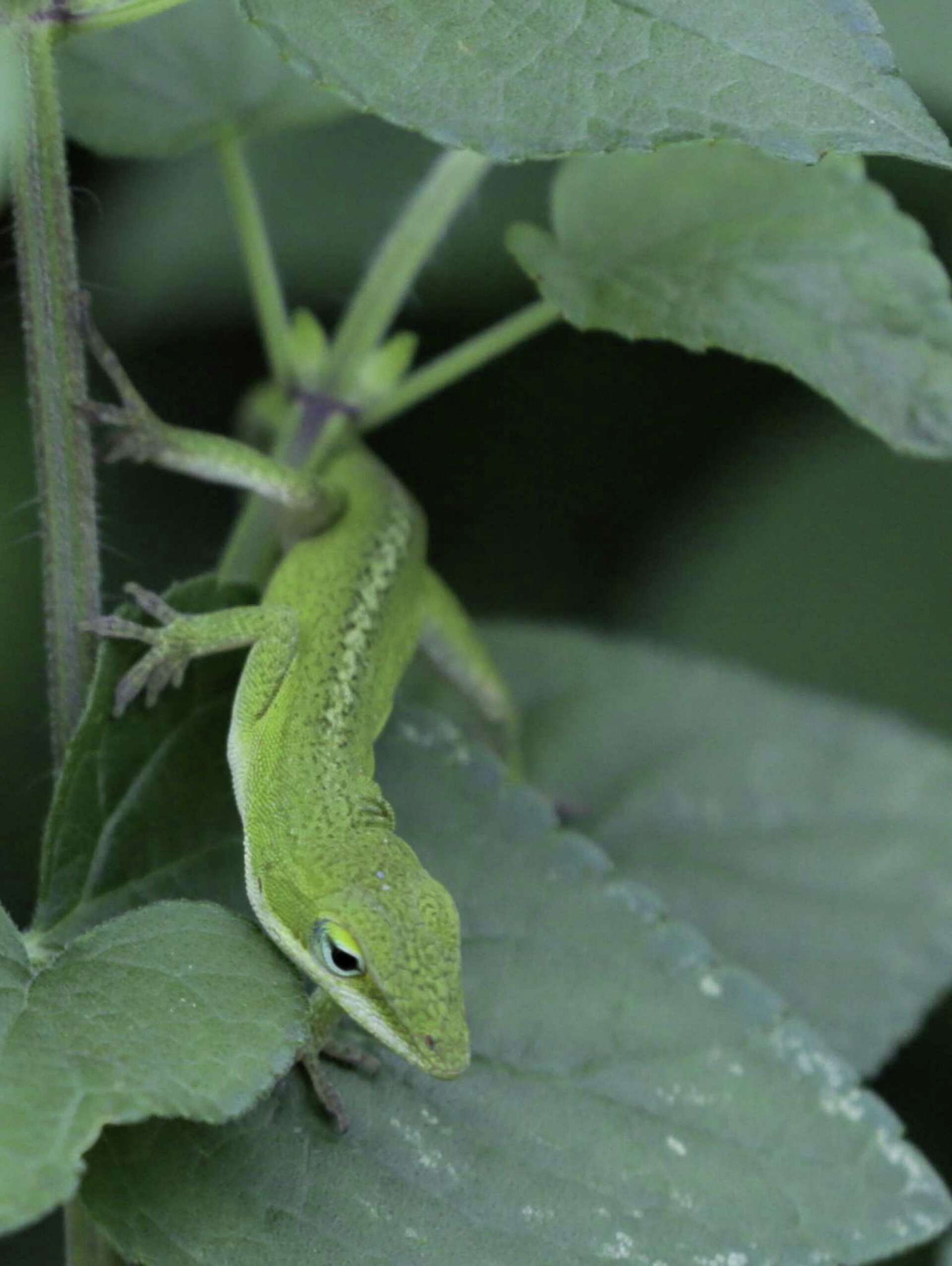 Houston-area pollinators abuzz over native plants in an Oak Forest garden