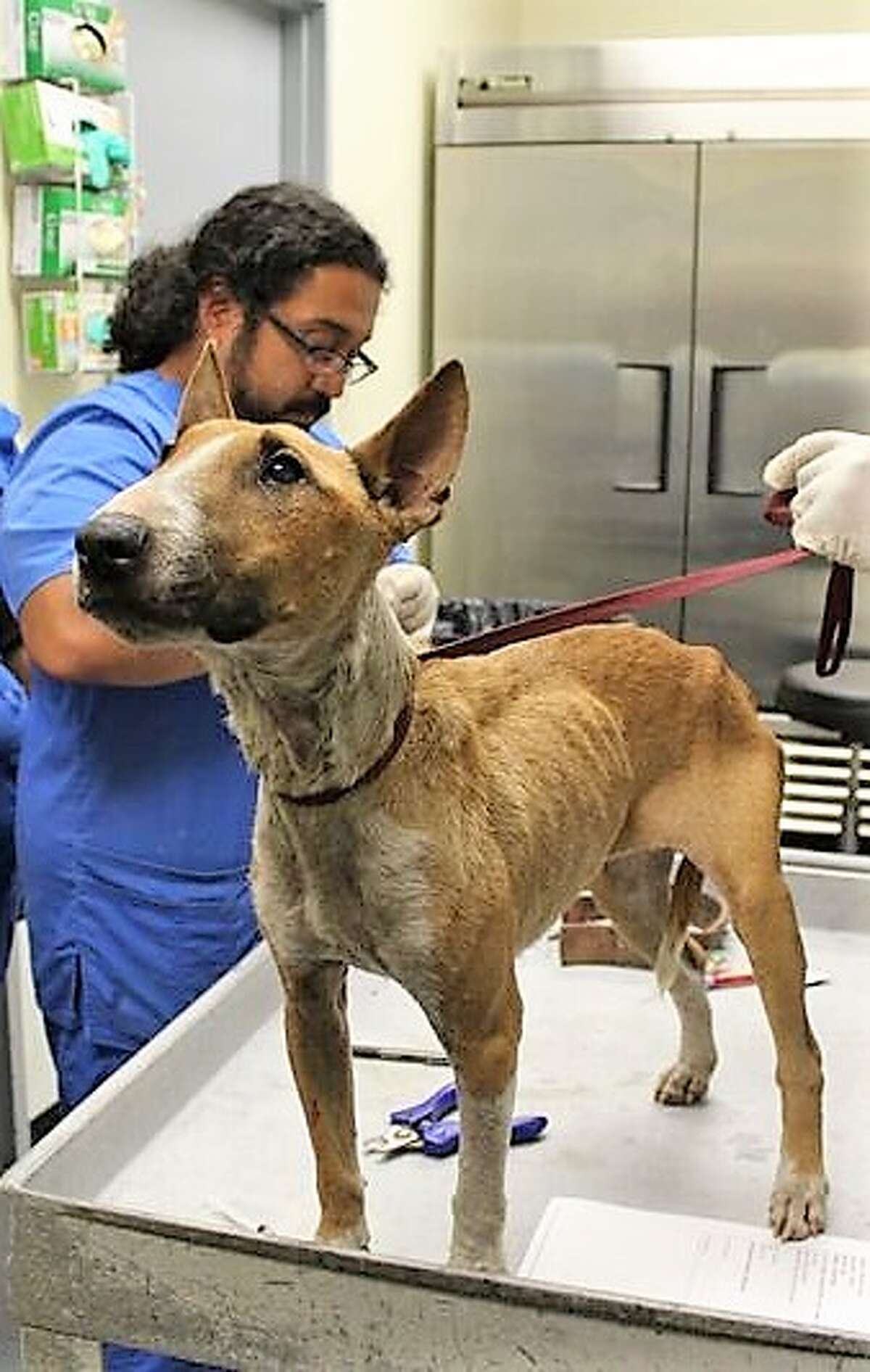 SPCA treats emaciated animals after raid on suspected drug house in San ...