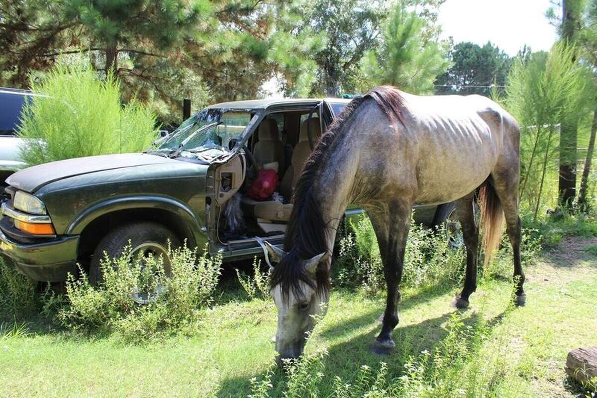 SPCA treats emaciated animals after raid on suspected drug house in San ...