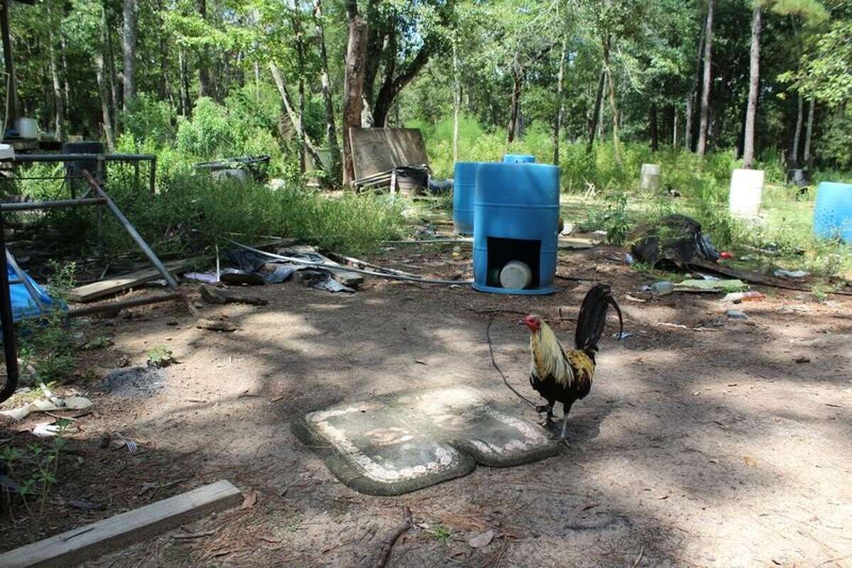 SPCA treats emaciated animals after raid on suspected drug house in San ...