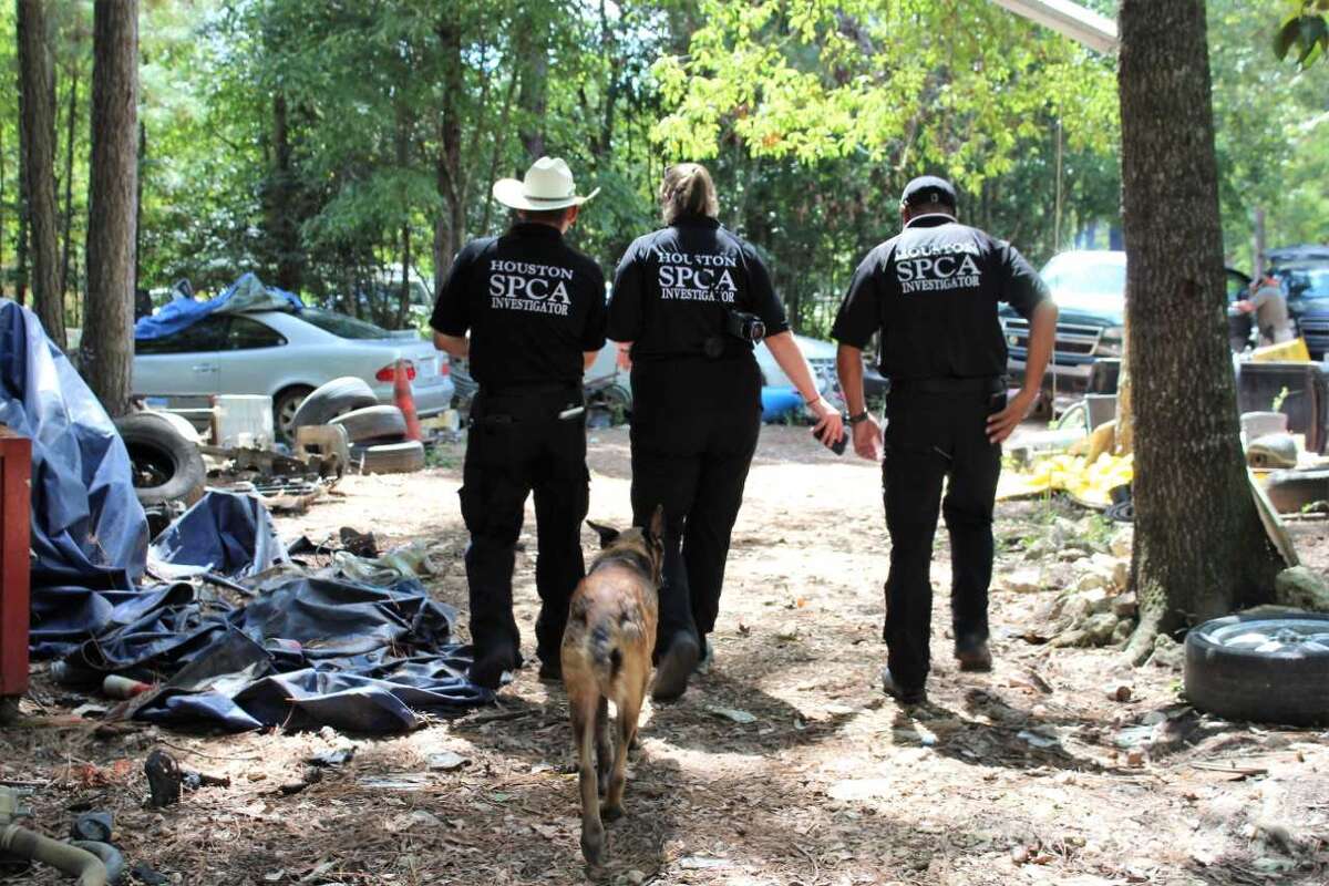 SPCA treats emaciated animals after raid on suspected drug house in San ...