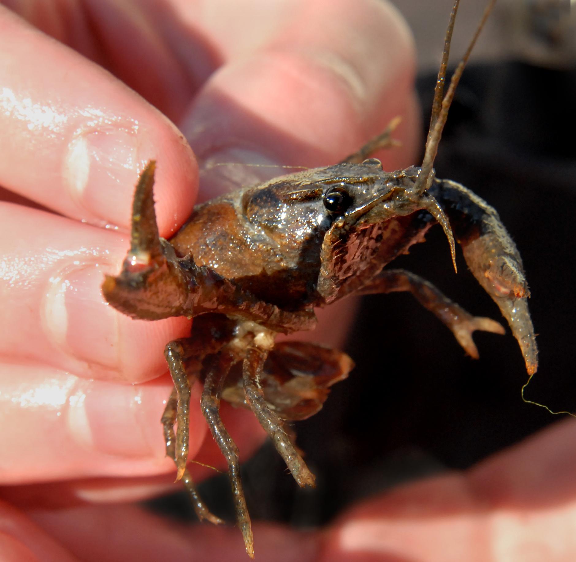 DEEP creates interactive crayfish map