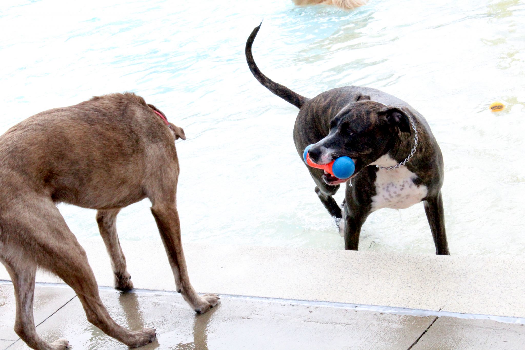 Dog-friendly swim on tap Sept. 7 at Plymouth Pool