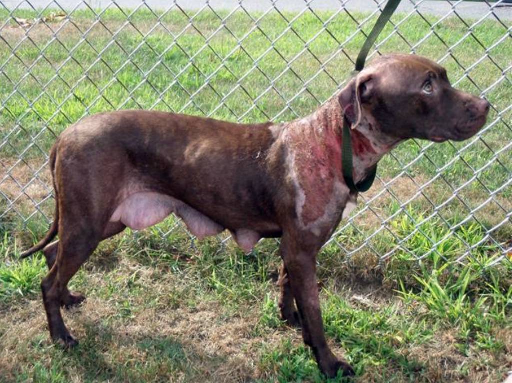Police seek owner of badly burned dog