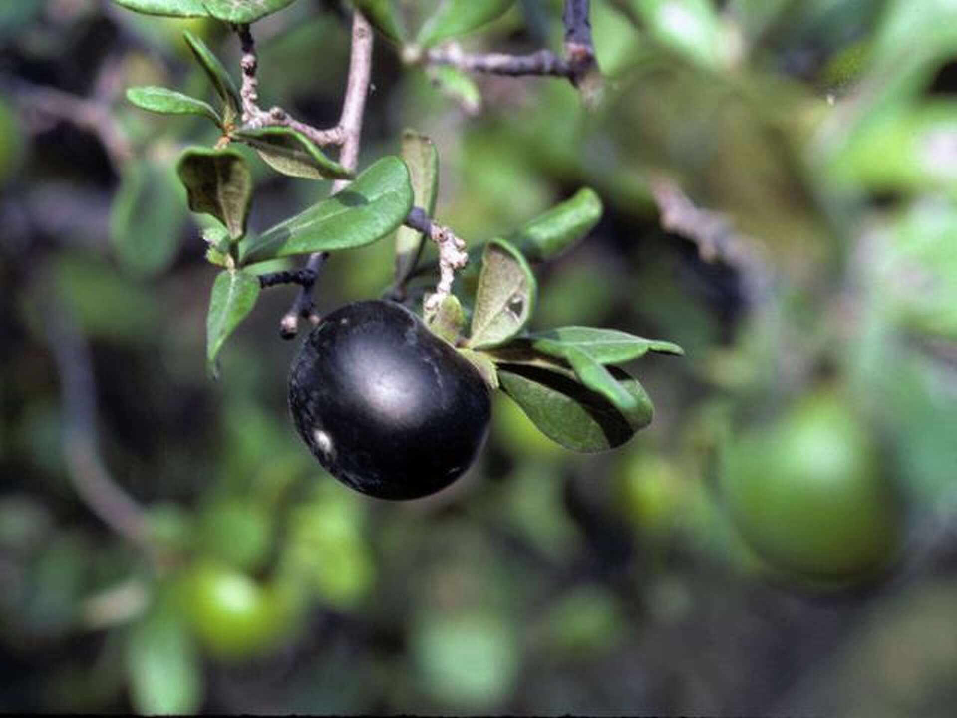 A guide to Texas’ prettiest small trees