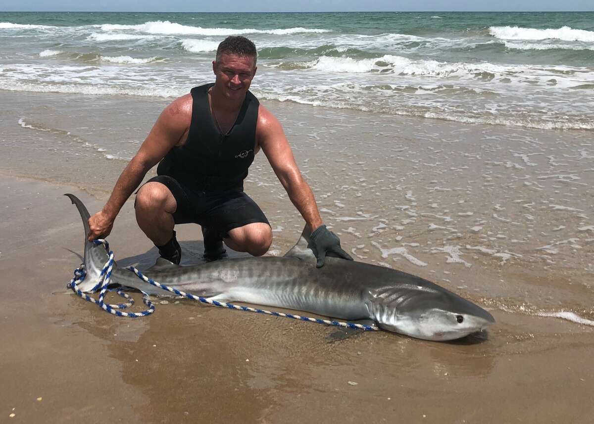 South Texas couple catches 7-foot, 12-foot Tiger sharks within 4 hours ...