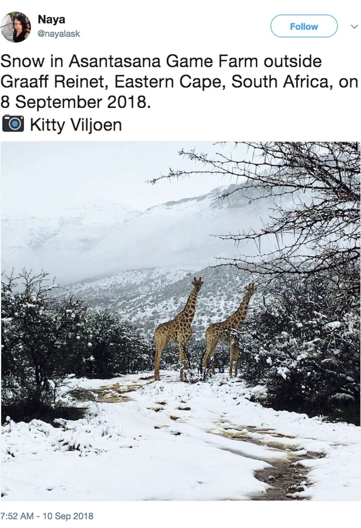 Freak storm slams South Africa: Photos of giraffes walking in snow go viral