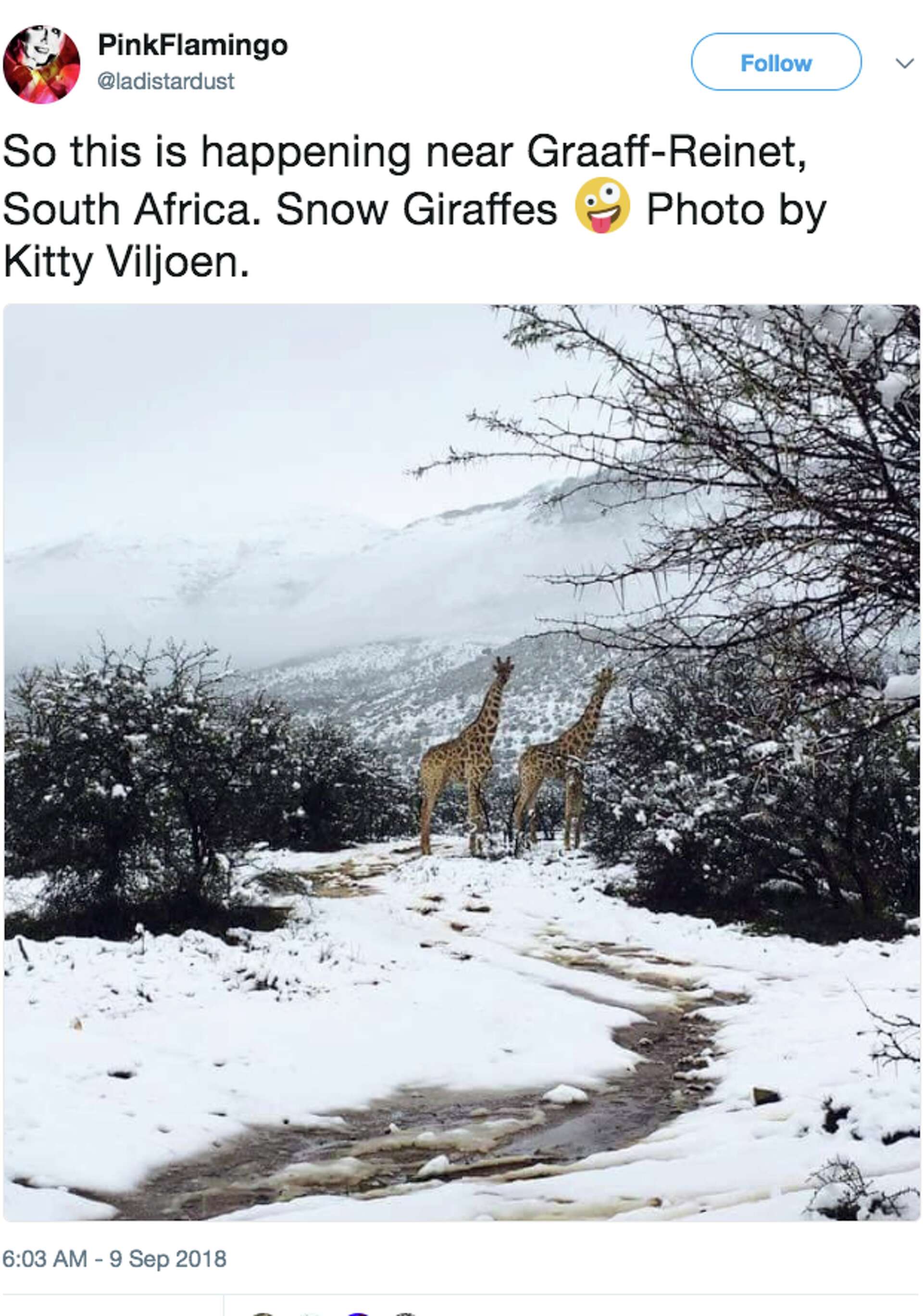 Freak storm slams South Africa: Photos of giraffes walking in snow go viral