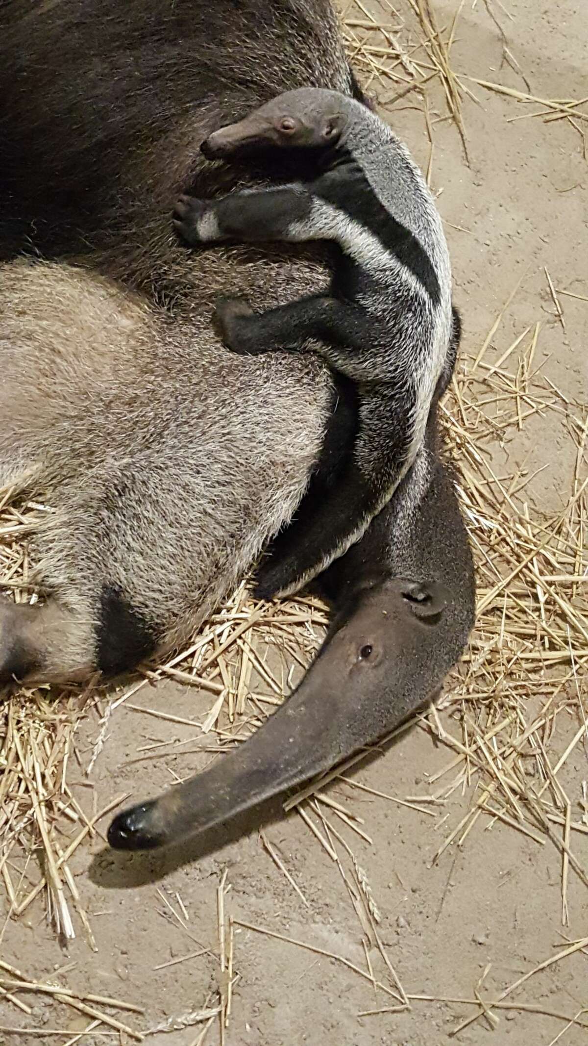 Baby giant anteater born at Beardsley Zoo