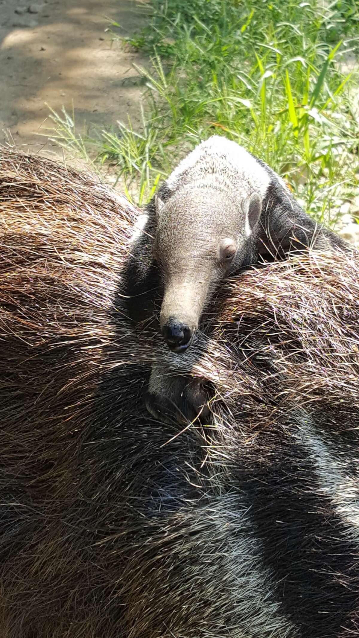Baby giant anteater born at Beardsley Zoo