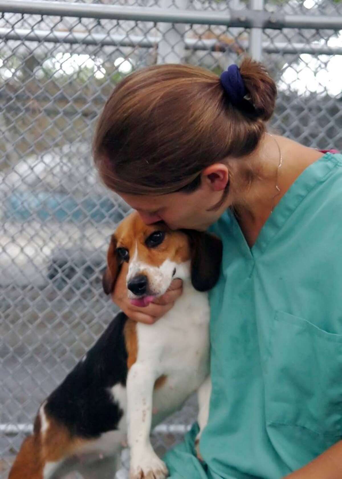 Beagles liberated from New Jersey lab up for adoption