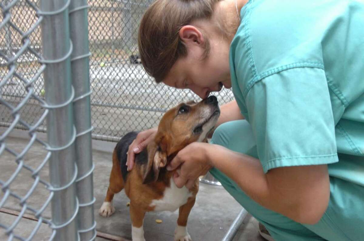 Beagles liberated from New Jersey lab up for adoption